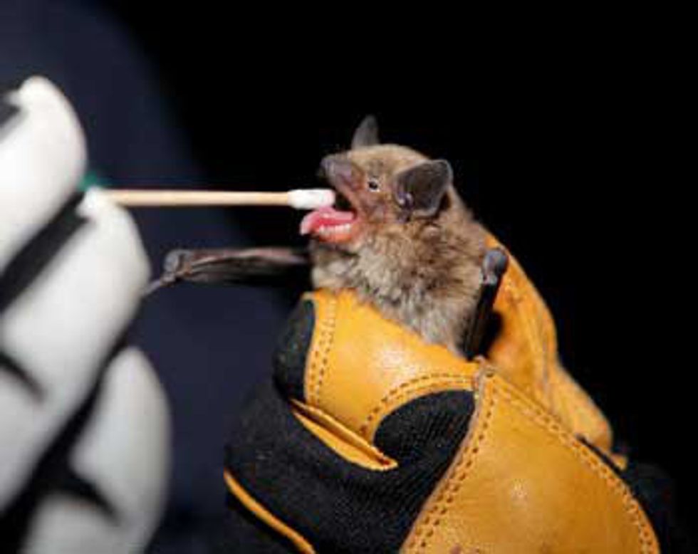 Everything You Never Knew You Needed To Know About Bats
