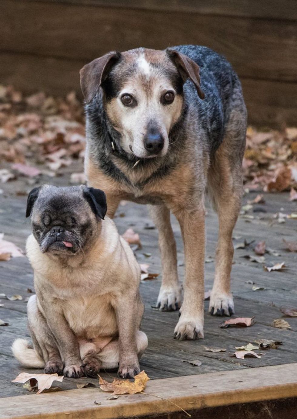Old Friends Senior Dog Sanctuary Is The Purest Facebook Page