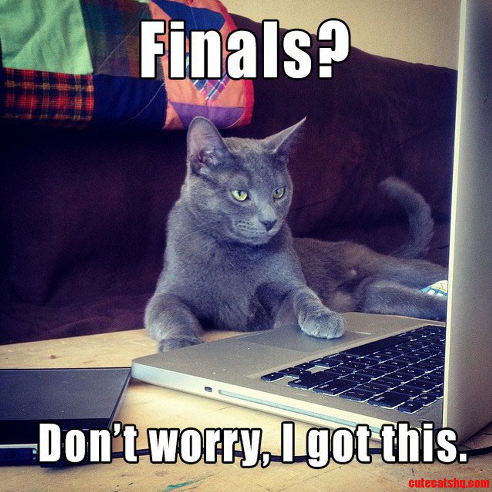 Cat Memes To Get You Through Finals