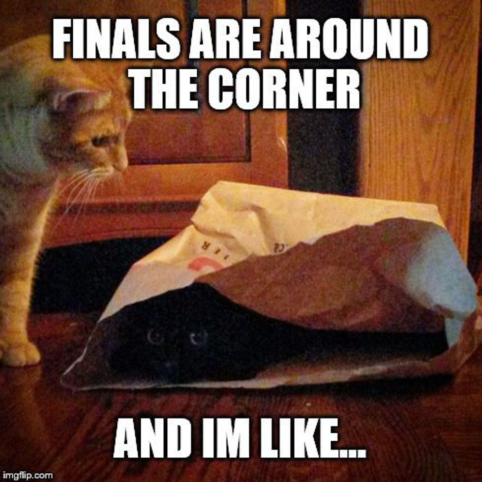 Cat Memes To Get You Through Finals