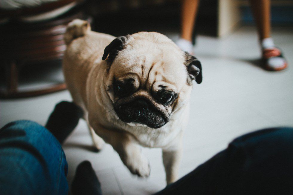 9 Reasons Why Pugs Are Incredibly Awesome