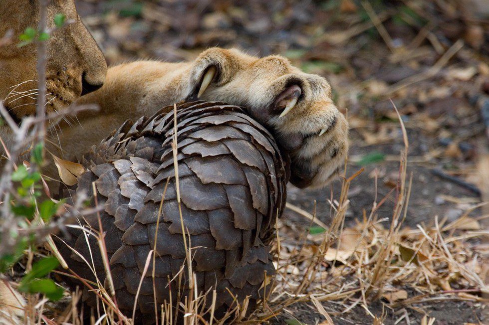 Everything You Should Know about the Pangolin