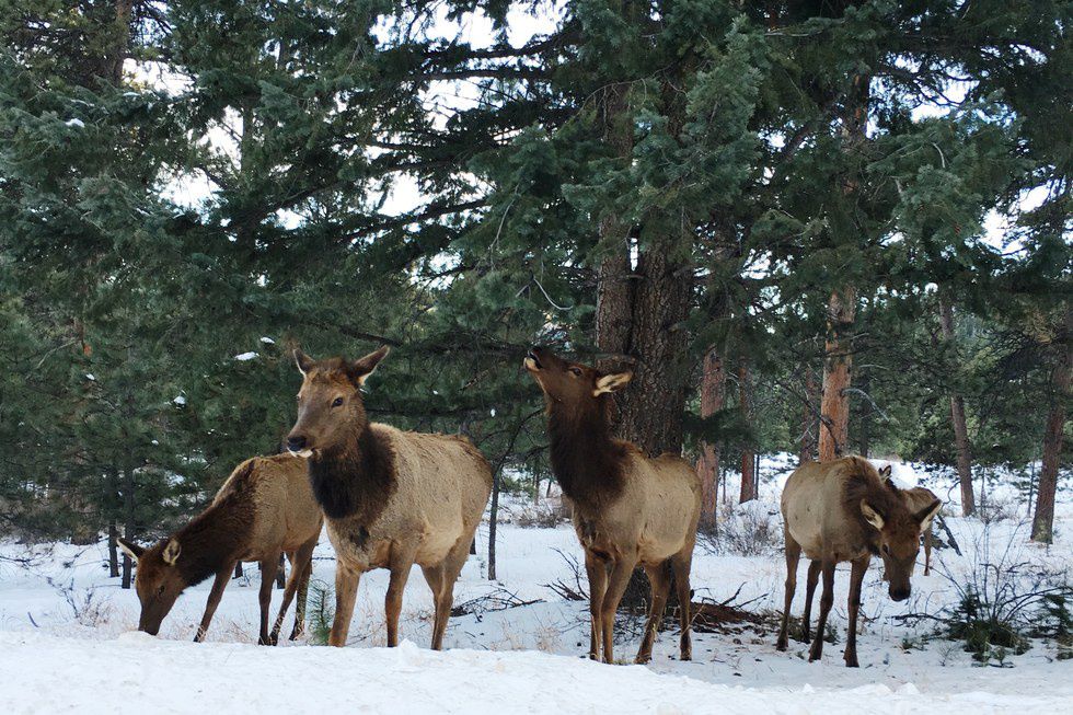 Becoming a Coloradoan