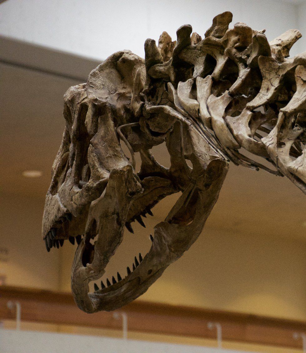 Why Stony Brook University Has 70-Million-Year-Old Dinosaur Skeleton ...