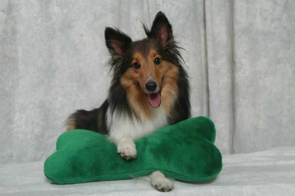 Meet Shiloh The Sheltie