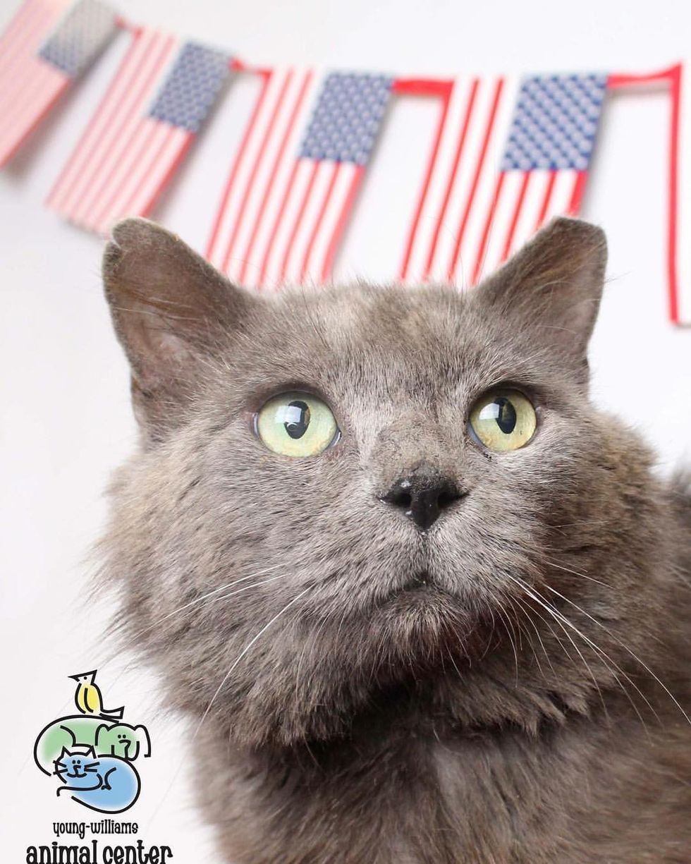 Cat with Chubby Cheeks Lets Out Loudest Purr When He Feels Loved After ...