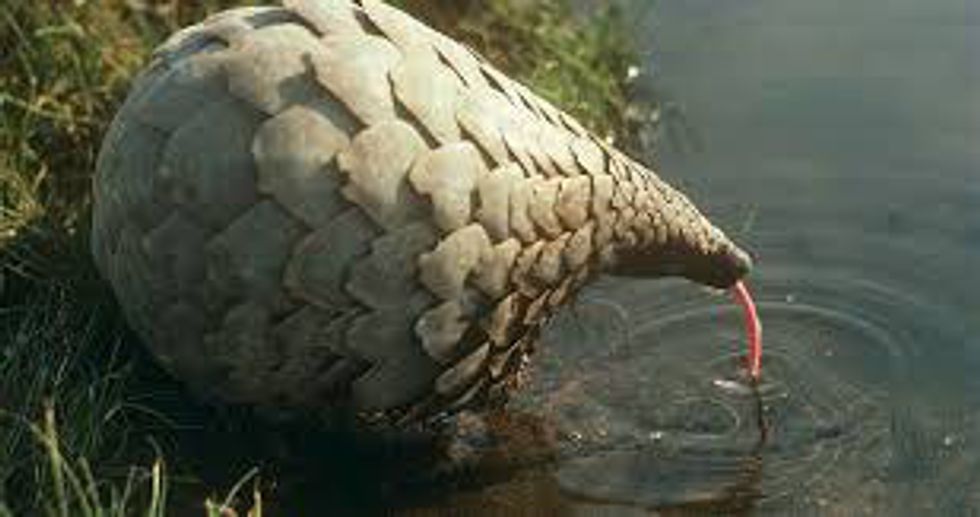 12 Reasons to Pay Attention to The Pangolin