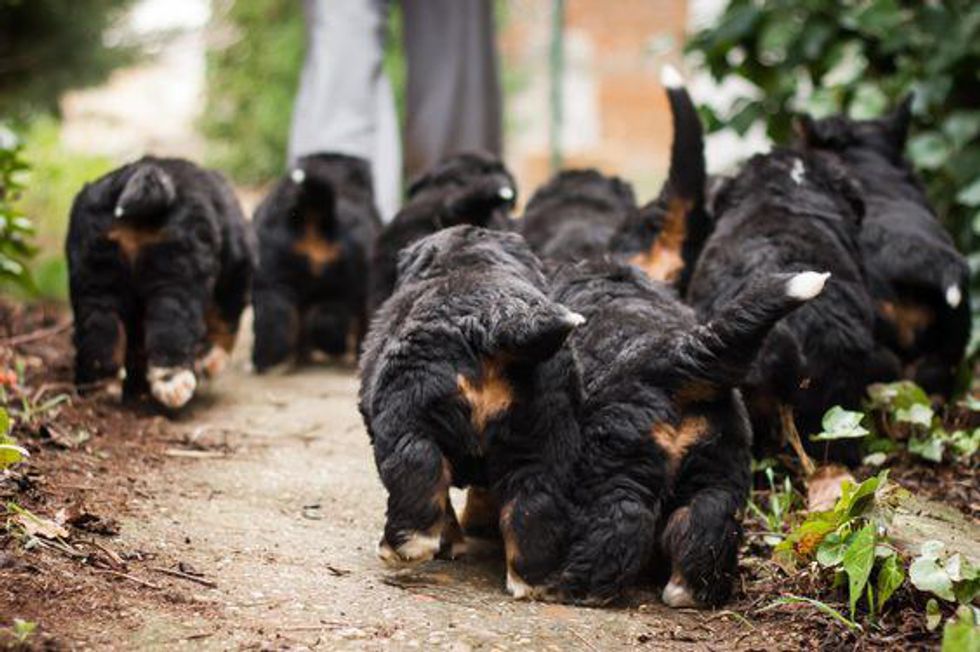 11 Puppy Butts Guaranteed To Put A Smile On Your Face