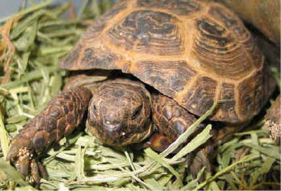 10 Reasons Why Tortoises are Awesome Pets