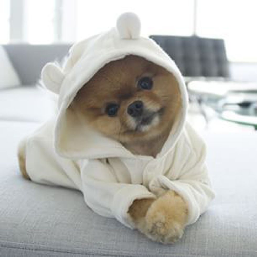 15 Pictures of Dogs That Will Make You Insanely Happy