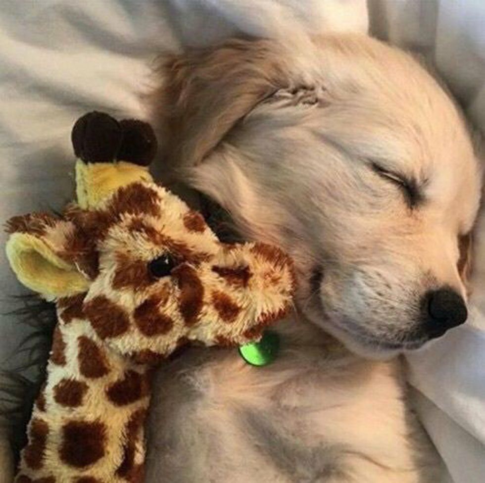 15 Pictures of Dogs That Will Make You Insanely Happy