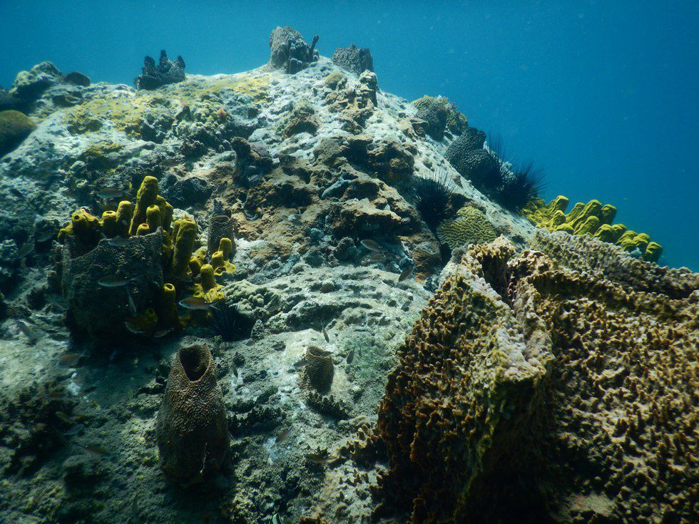 14 Photos That Show How Incredible Marine Life Is