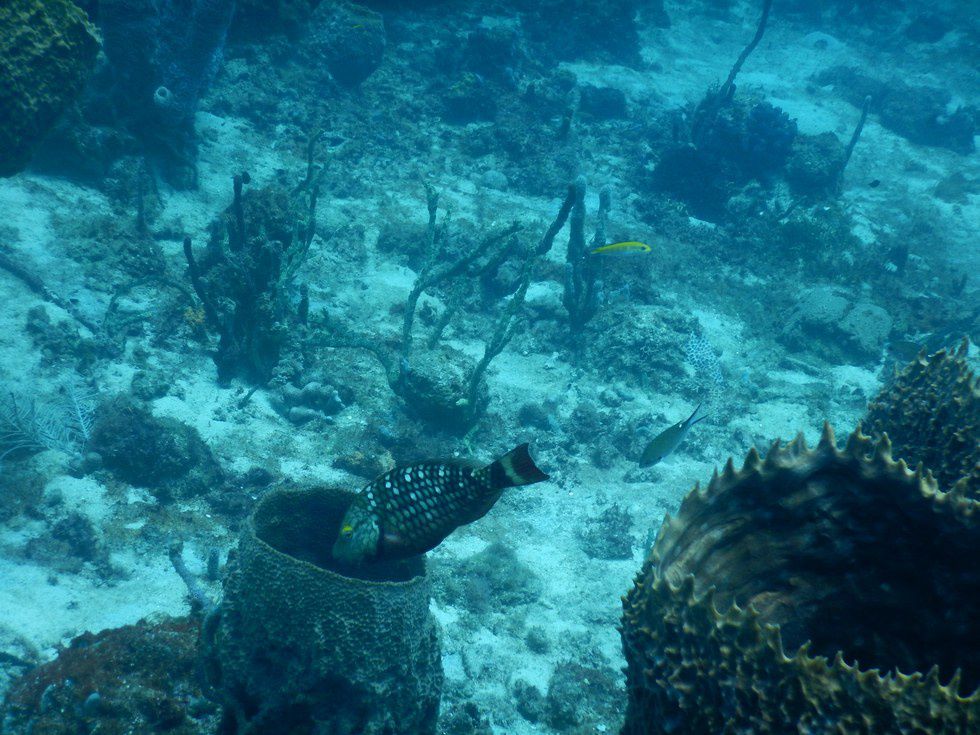 14 Photos That Show How Incredible Marine Life Is