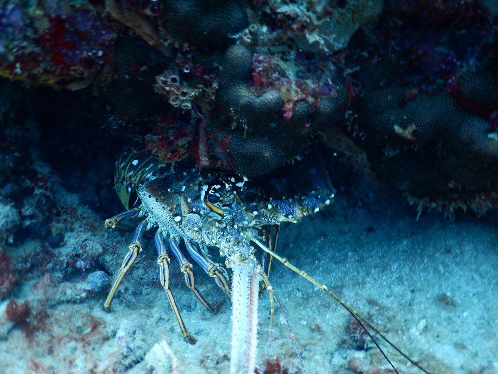 14 Photos That Show How Incredible Marine Life Is