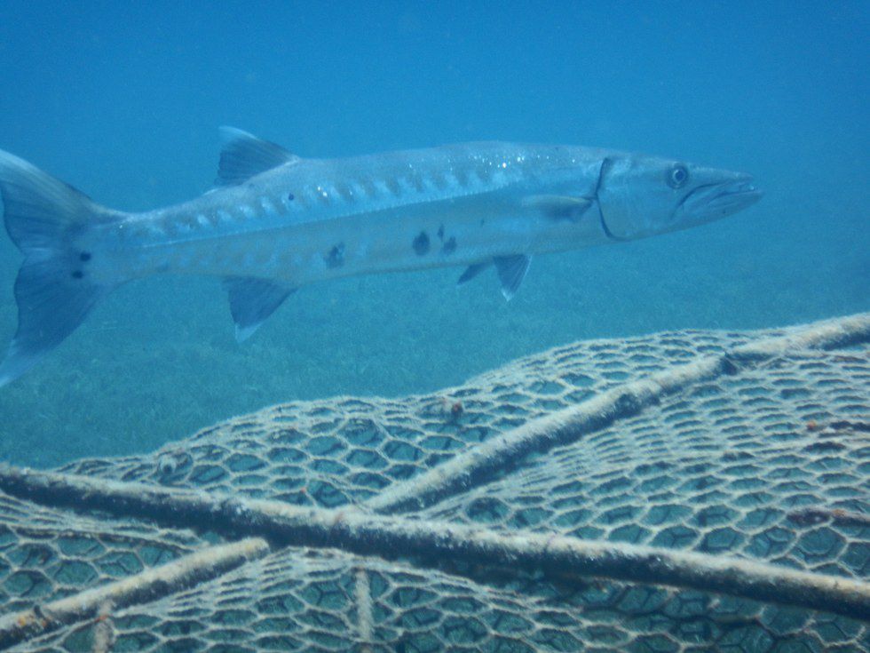 14 Photos That Show How Incredible Marine Life Is