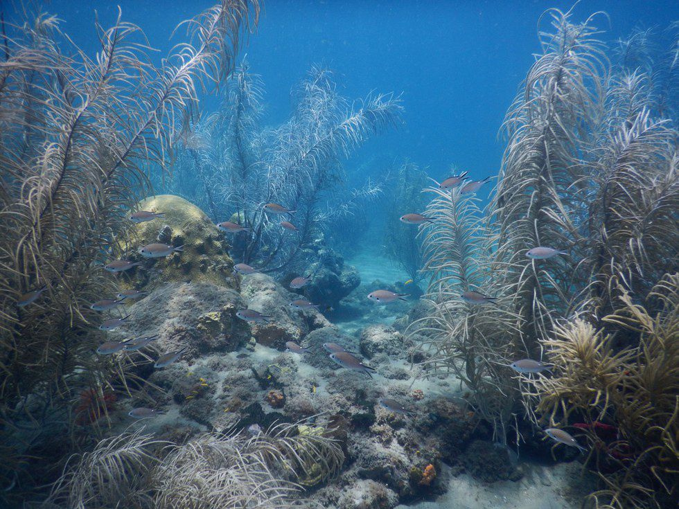 14 Photos That Show How Incredible Marine Life Is