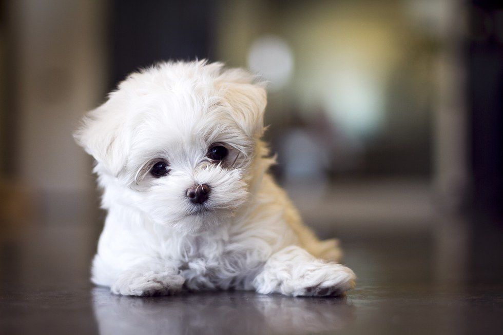 Top 10 Cutest Puppies