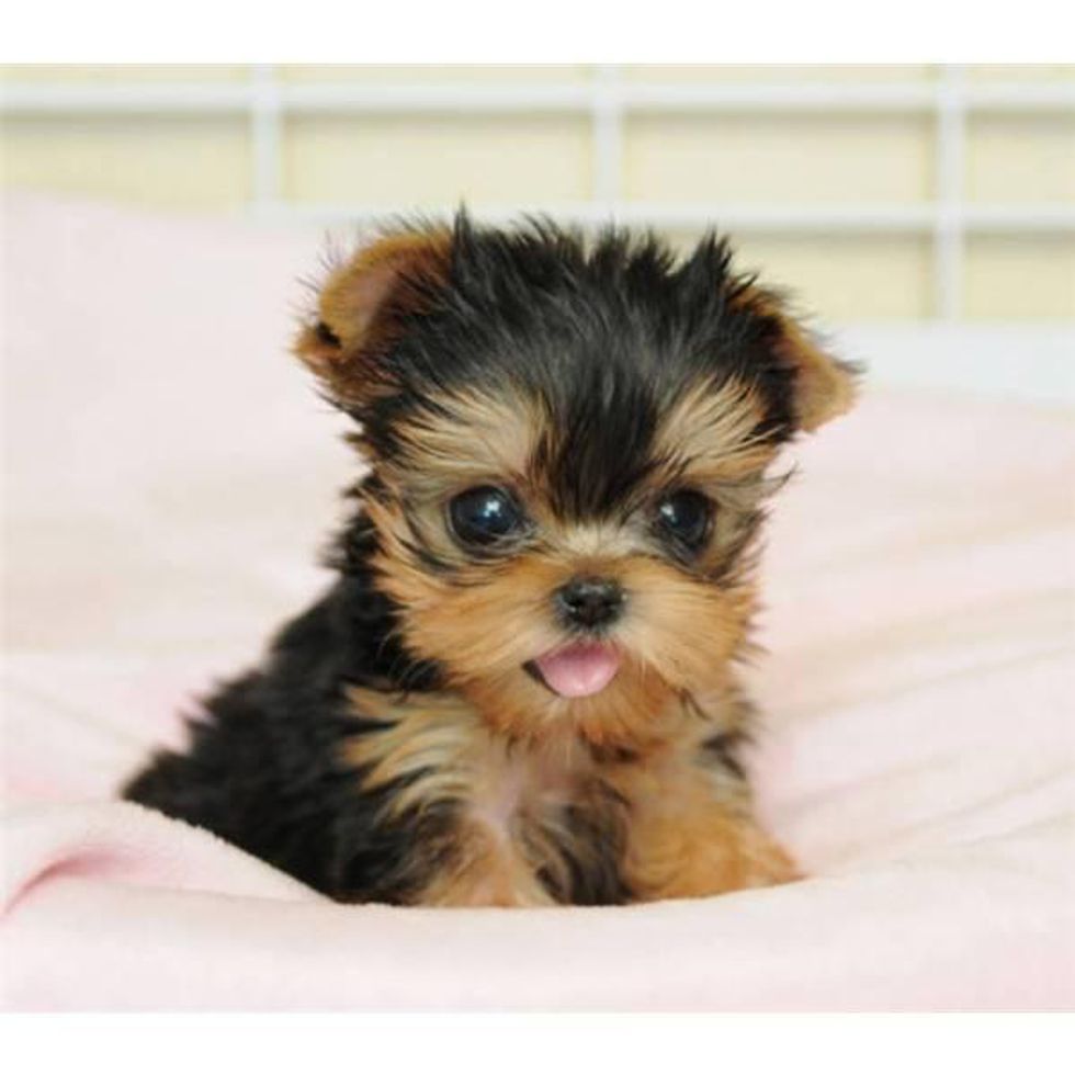 Top 10 Cutest Puppies