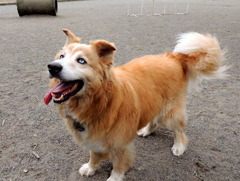 8 Of The Best Mixed Dog Breeds