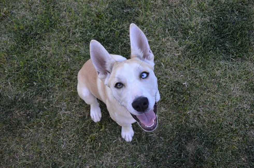 8 Of The Best Mixed Dog Breeds