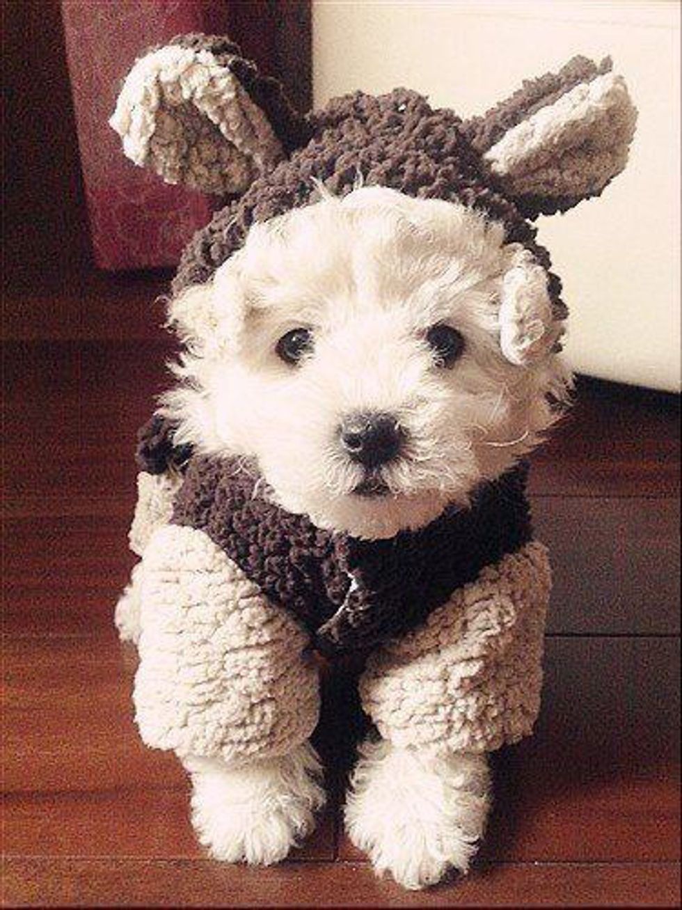 20 Dogs That Are Sure To Cheer You Up