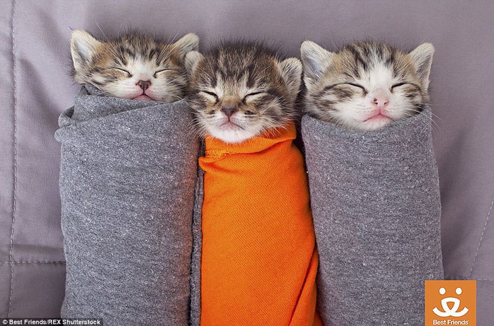 11 Cute Baby Animals That Will Get Rid Of Your Stress