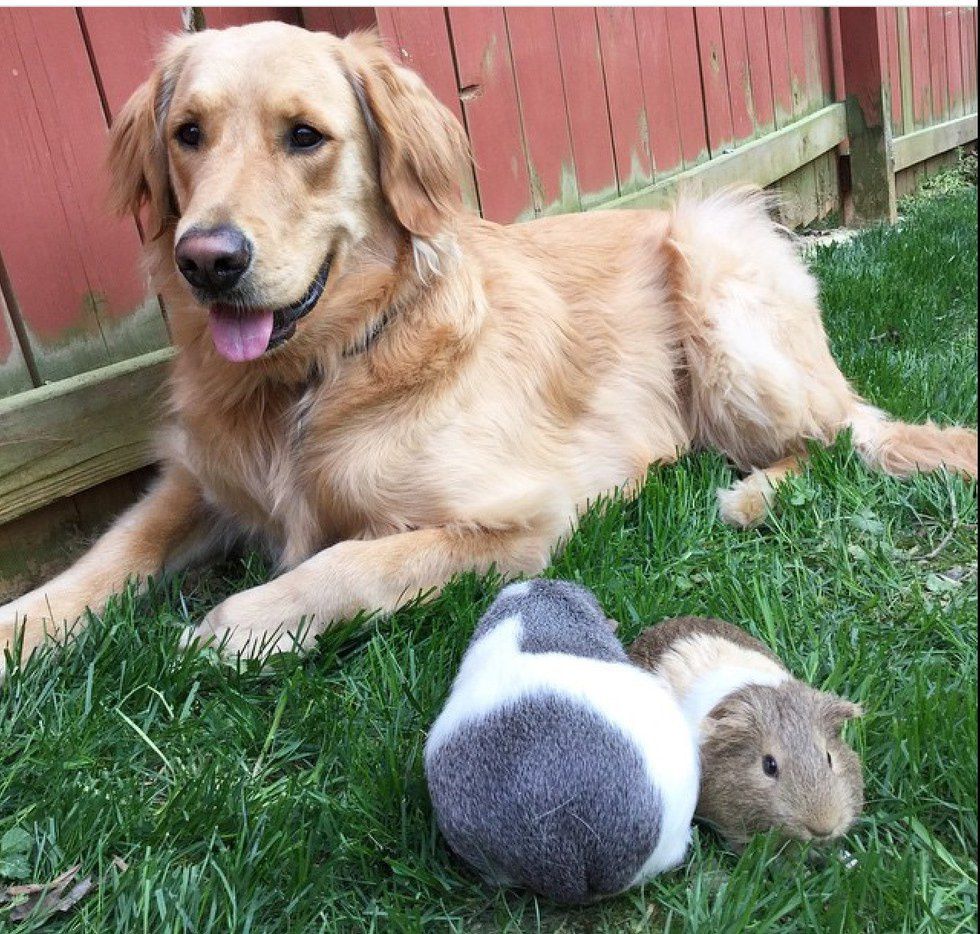 10 Reasons (And Pictures Of) Why I Am Obsessed With Goldens