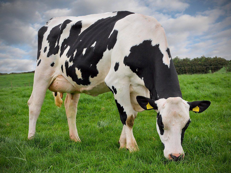 10 Things Dairy Farmers Want You To Know