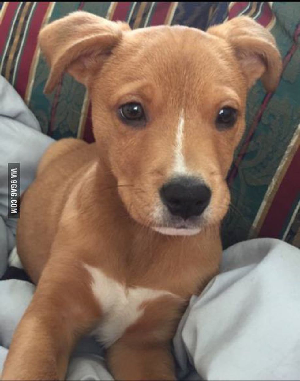 11 Of The Cutest Mixed Breed Puppies