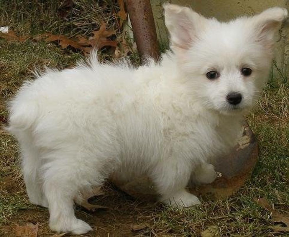 11 Of The Cutest Mixed Breed Puppies