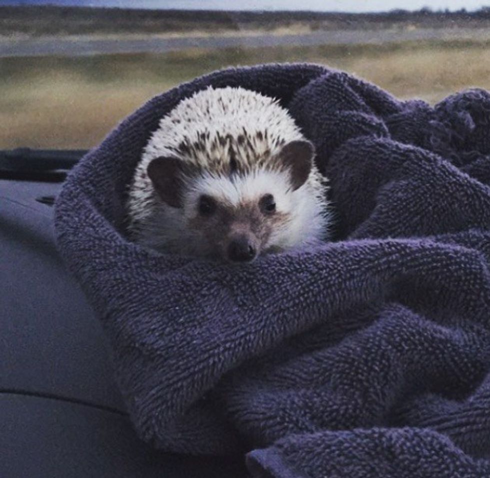 10 Reasons Why Hedgehogs Make The Best College Pets