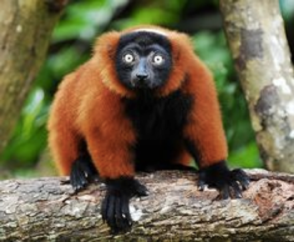 A Definitive Ranking Of The Ten Cutest Lemur Species