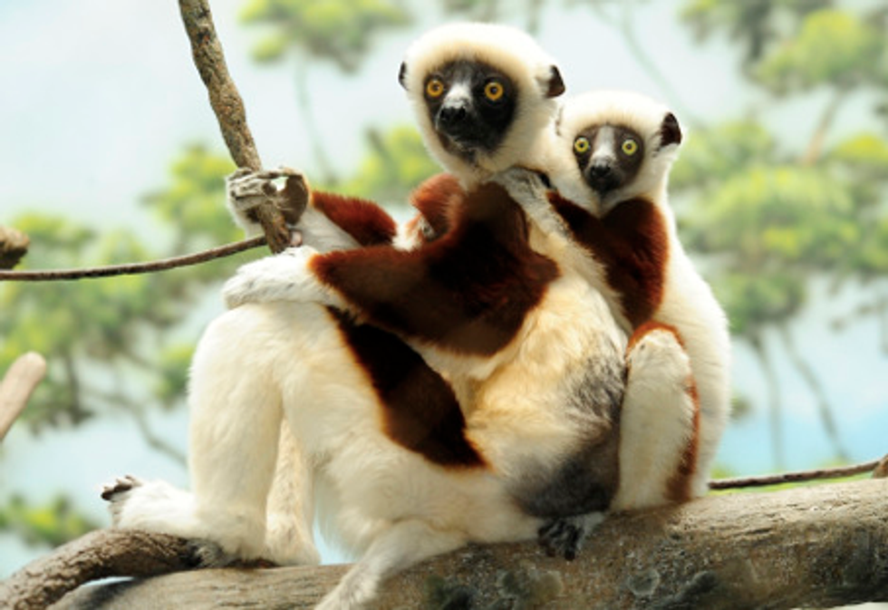 A Definitive Ranking Of The Ten Cutest Lemur Species