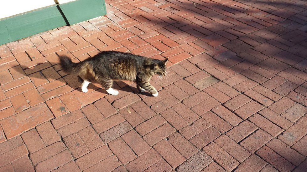 An Ode To Bellingham's Animal Life