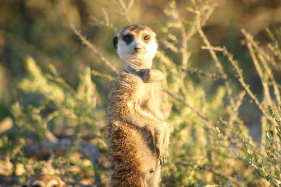 The Top 7 Feminist Animals