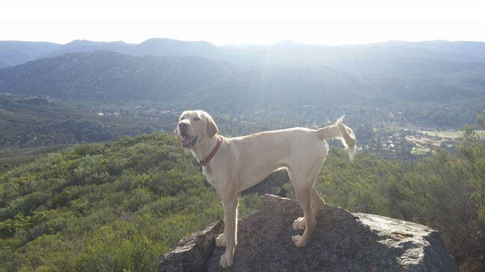 5 Life Lessons We Can Learn From Dogs