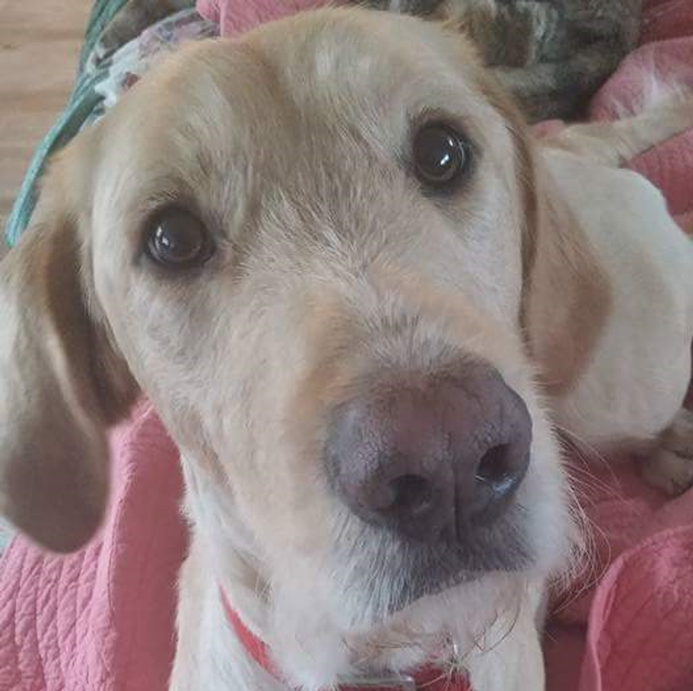 5 Life Lessons We Can Learn From Dogs