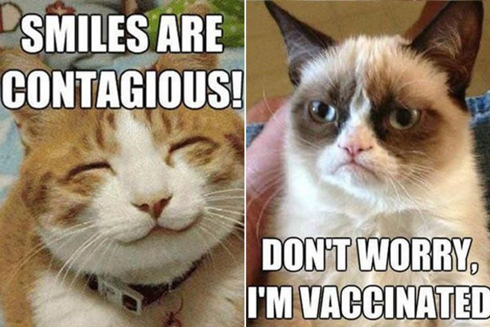 Top 10 Grumpy Cat Memes