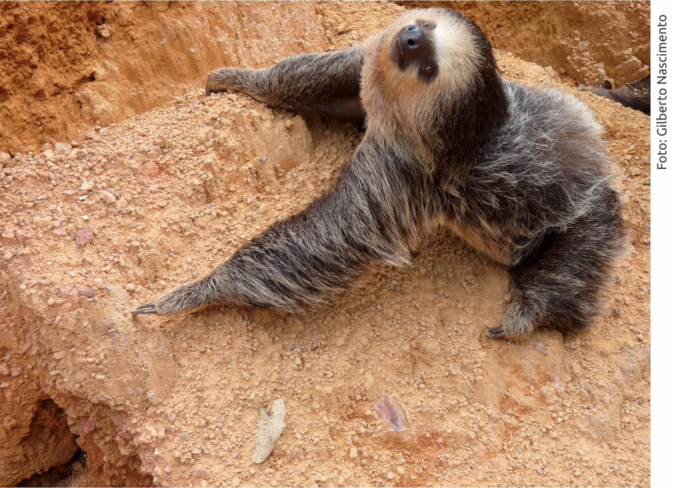 7 Sloth Facts You Probably Didn't Know