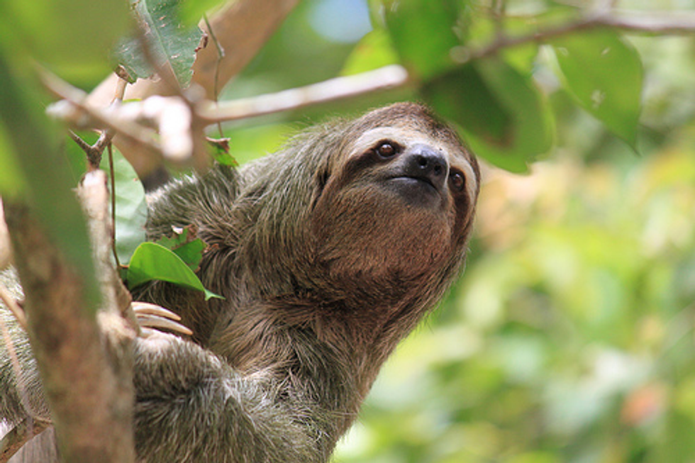7 Sloth Facts You Probably Didn't Know
