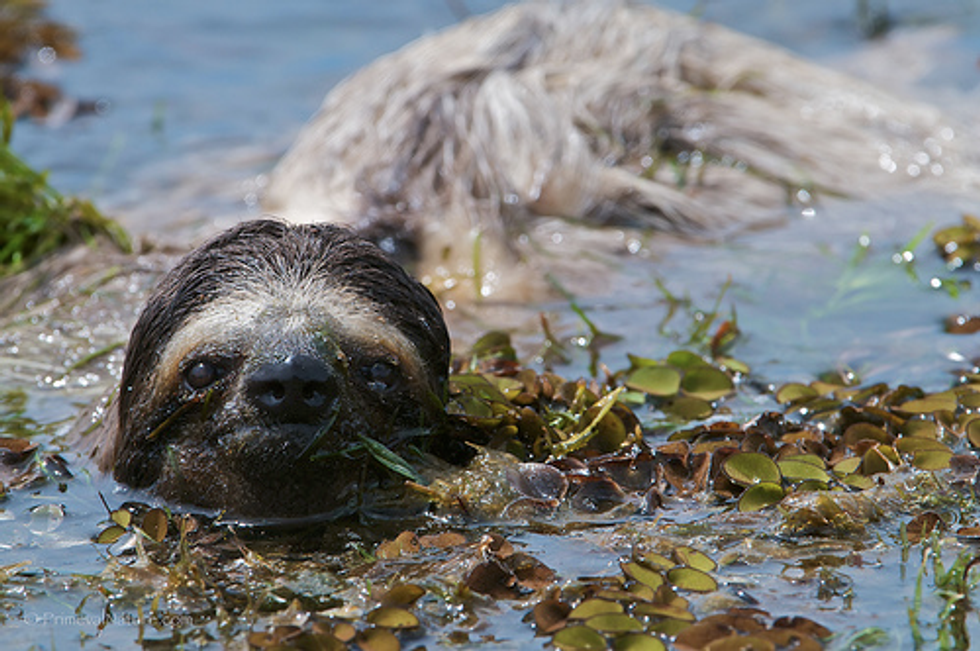 7 Sloth Facts You Probably Didn't Know