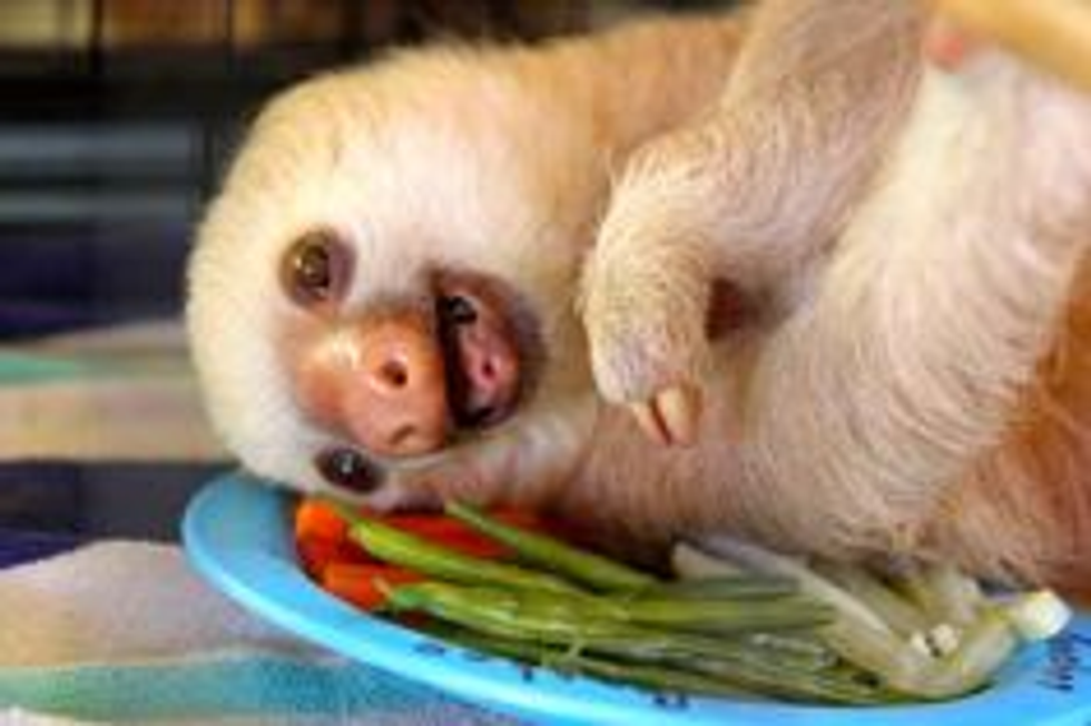 7 Sloth Facts You Probably Didn't Know