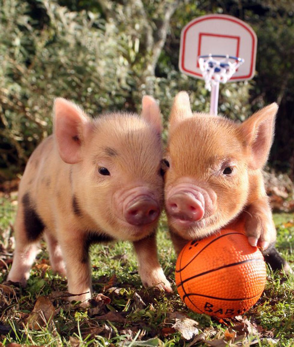 15 Reasons You Need A Mini Pig As A Pet