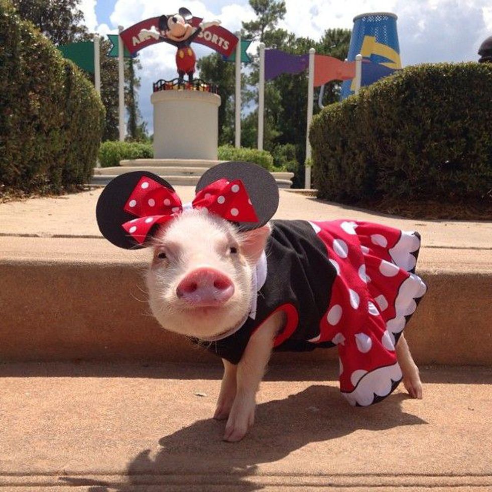 15 Reasons You Need A Mini Pig As A Pet