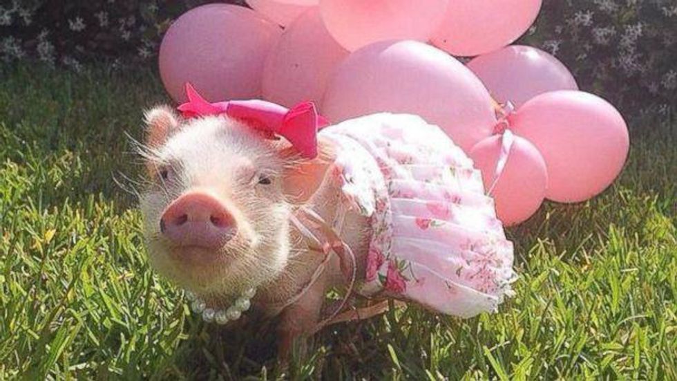 15 Reasons You Need A Mini Pig As A Pet