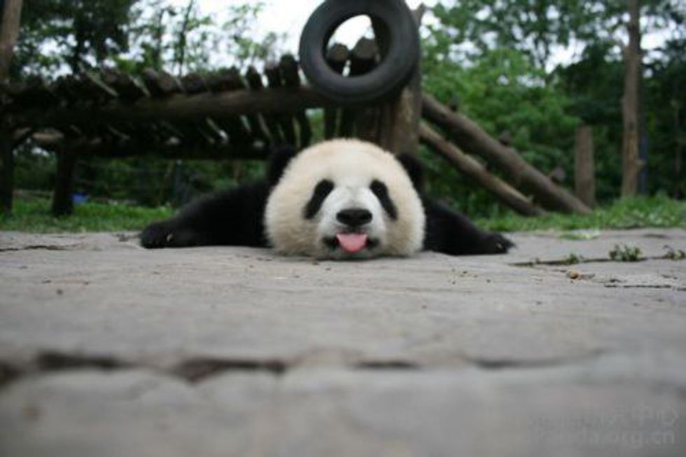 5 Reasons Why I Love Pandas, And So Should You