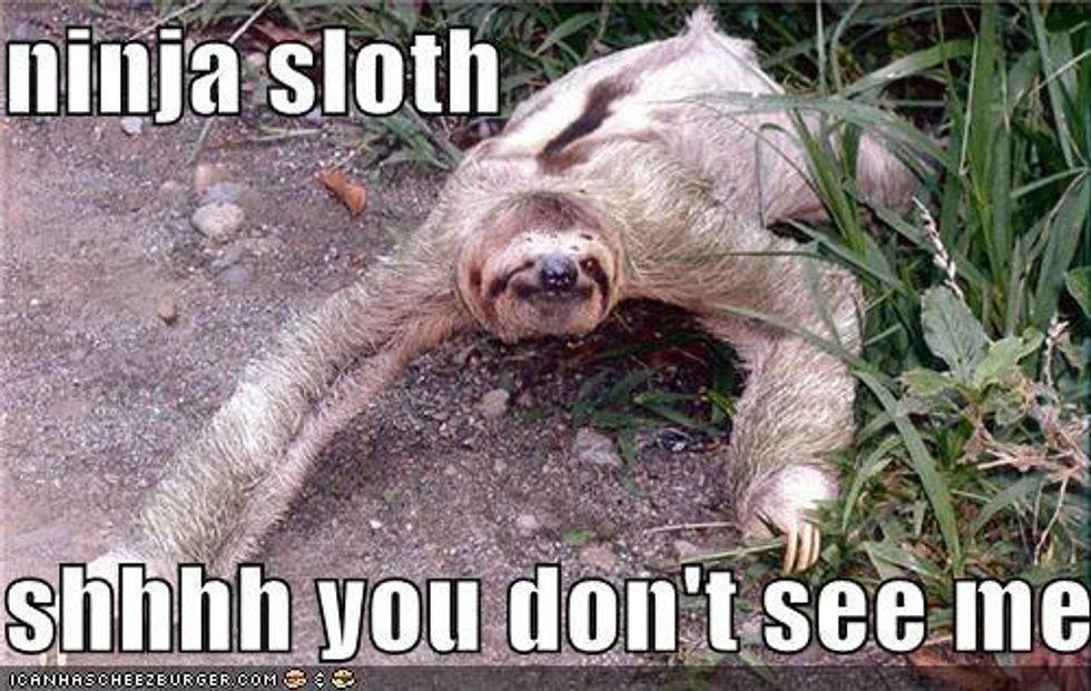 9 Sloth Facts to Brighten Your Day!
