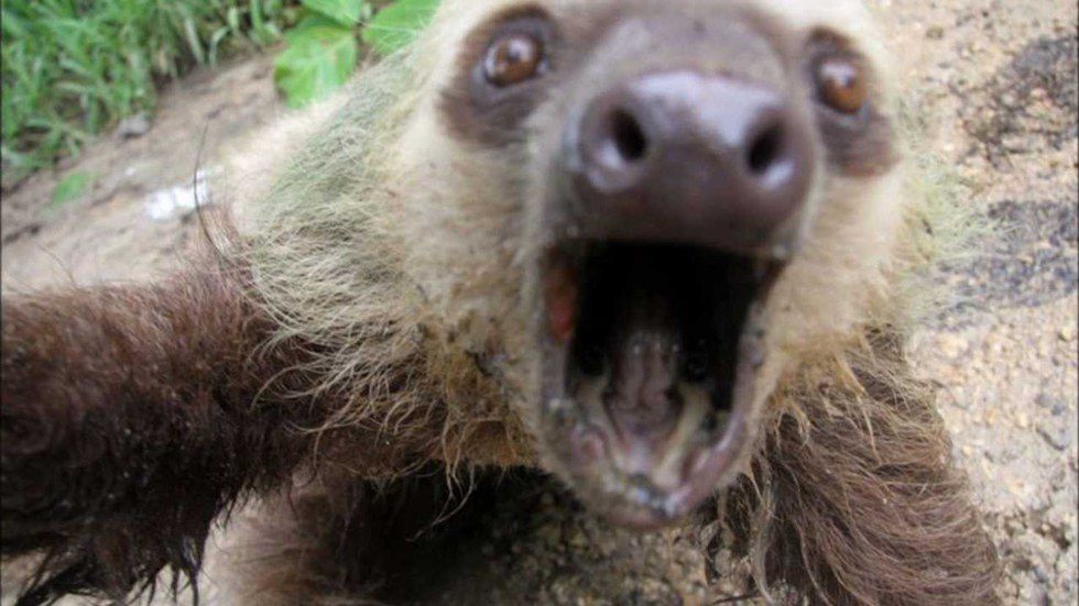 9 Sloth Facts to Brighten Your Day!