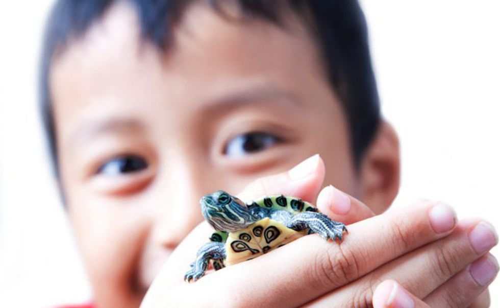 8 Reasons Why Turtles Make Awesome Pets