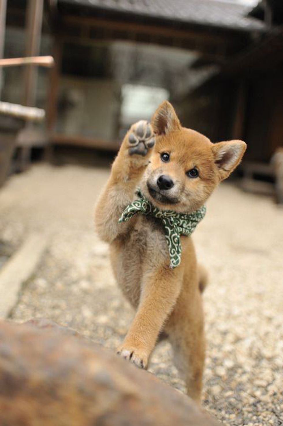 21 Reasons Why Shiba Inus are the Best Dogs Ever